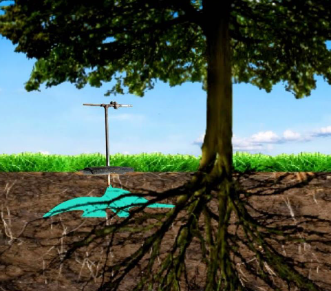 The Importance of Deep Root Watering and Fertilization